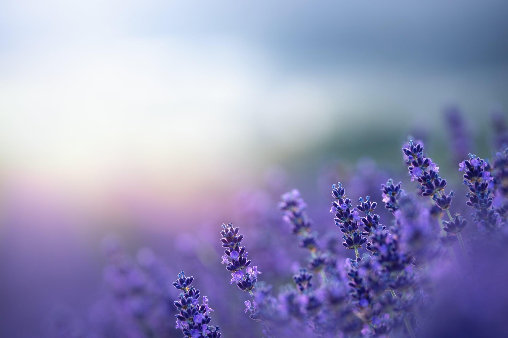 Analysis highlights quality issues with lavender products